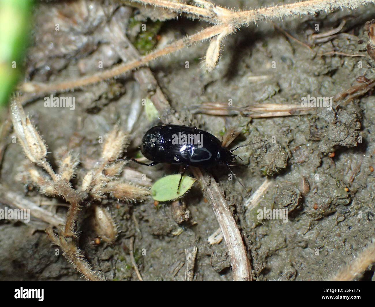 Oodes helopioides hi-res stock photography and images - Alamy