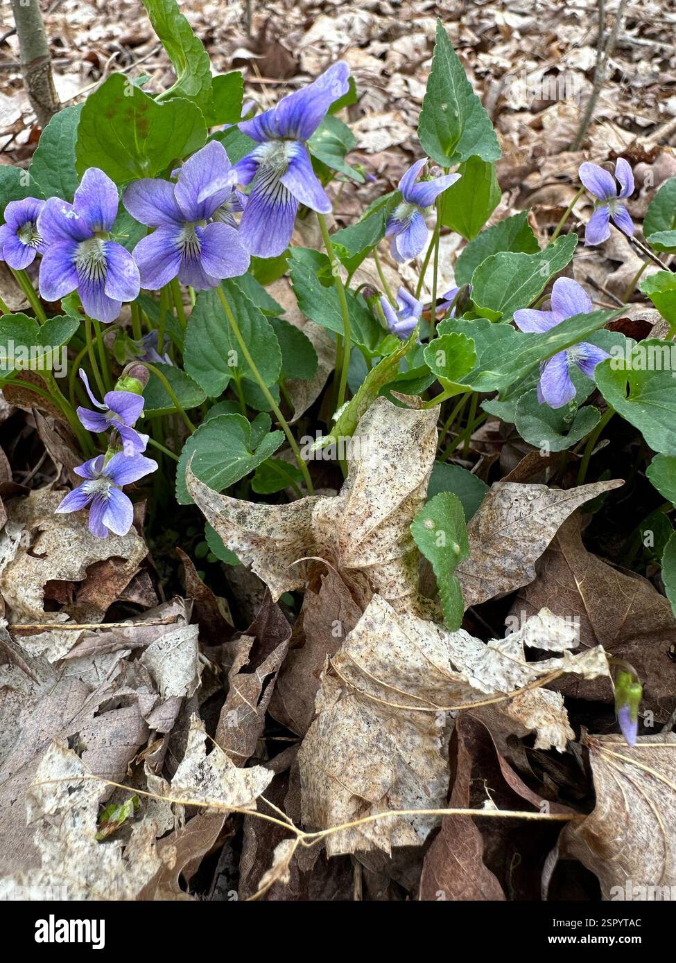 eastern American blue violets (Borealiamericanae), Plantae, Ohio, US ...