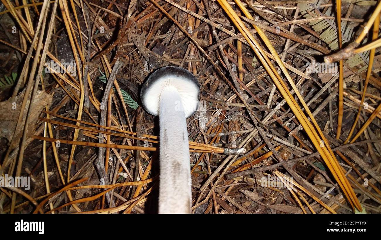 (Oudemansiella), Fungi, Days Bay, Lower Hutt 5013, New Zealand Stock ...