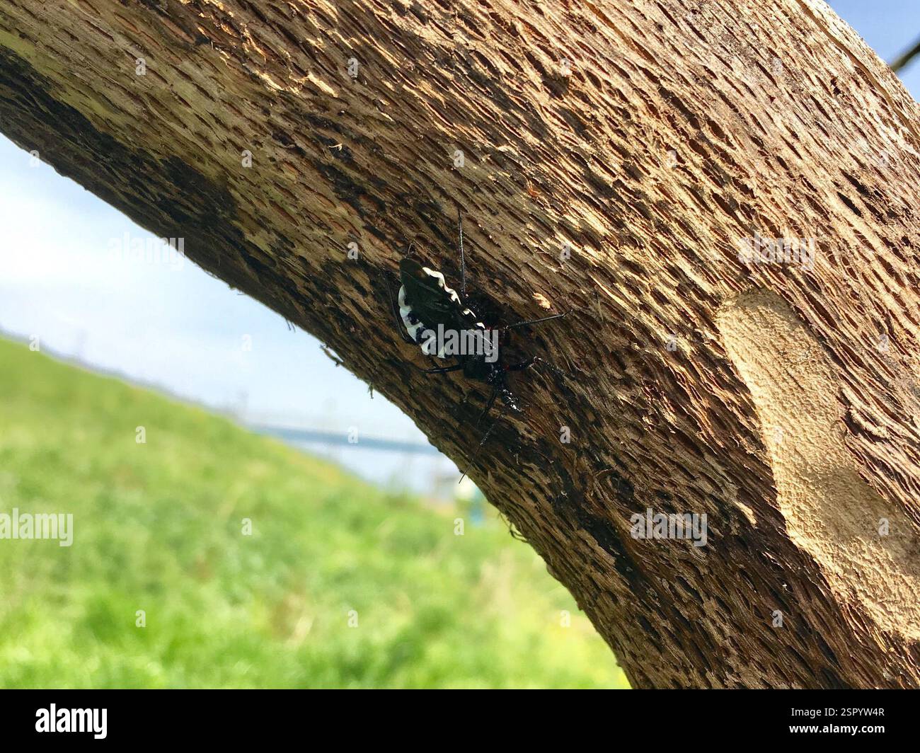 Japanese Assassin Bug (Agriosphodrus dohrni), Insecta, Saitama, JP ...