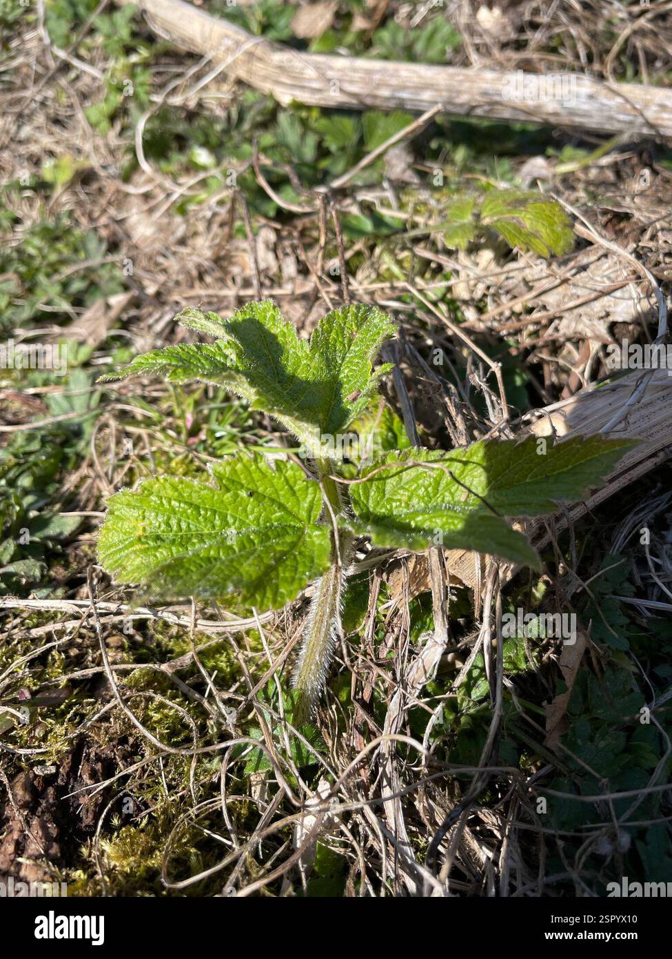 common cowparsnip (Heracleum maximum), Plantae, Golden Gardens Park ...