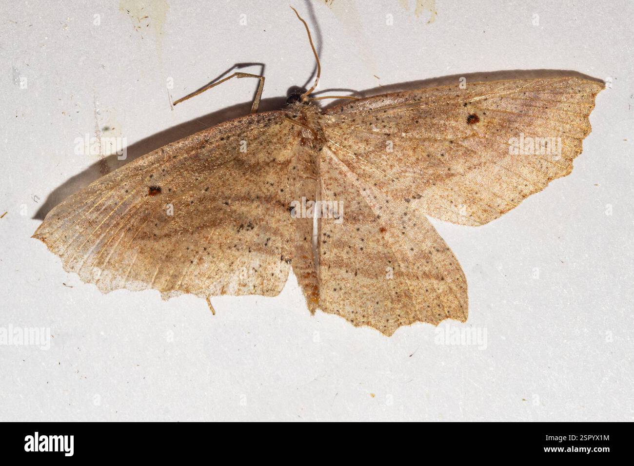Large Hebe Looper (Xyridacma veronicae), Insecta, Queenstown-Lakes District, Otago, New Zealand ...