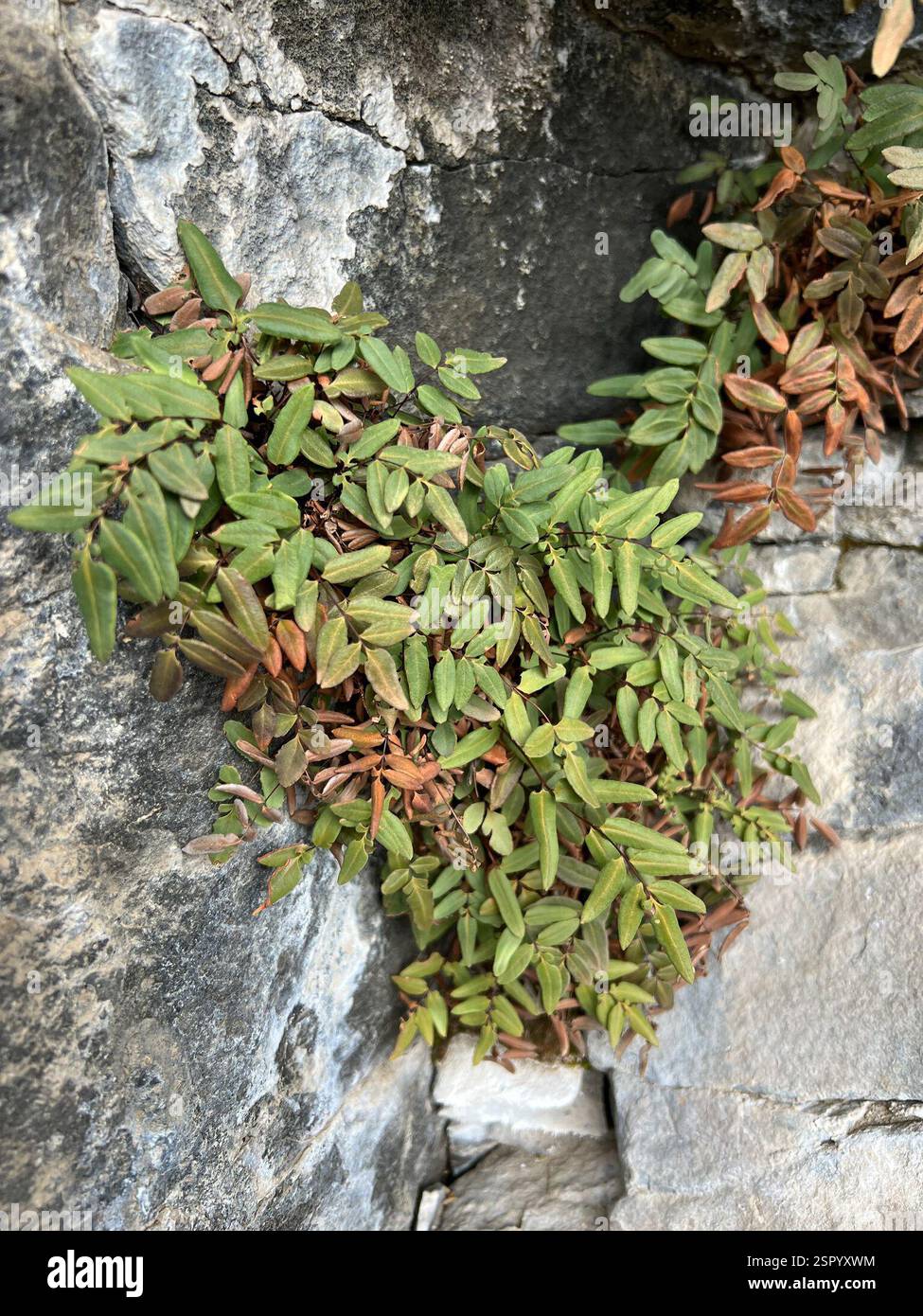smooth cliffbrake (Pellaea glabella), Plantae, Grant County, WA, USA ...