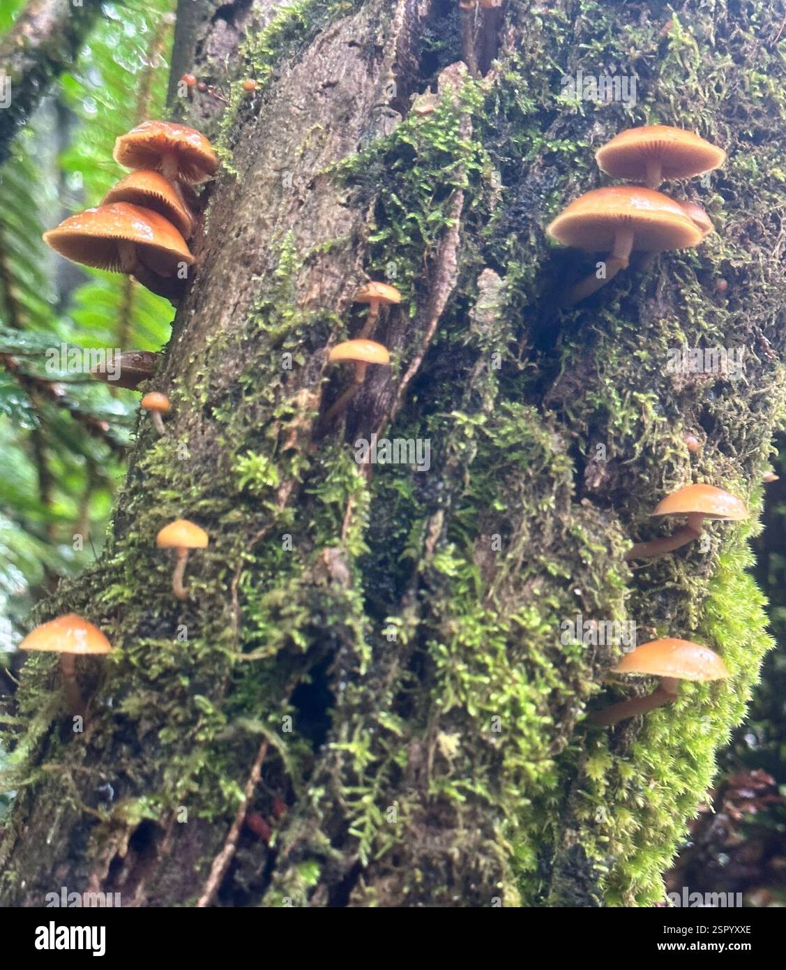 Moss Bells (Galerina), Fungi, Aoraki/Mount Cook National Park, Aoraki ...