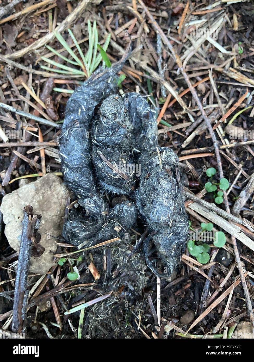 Common Raccoon (Procyon lotor), Mammalia, Oregon, US, Possible raccoon ...
