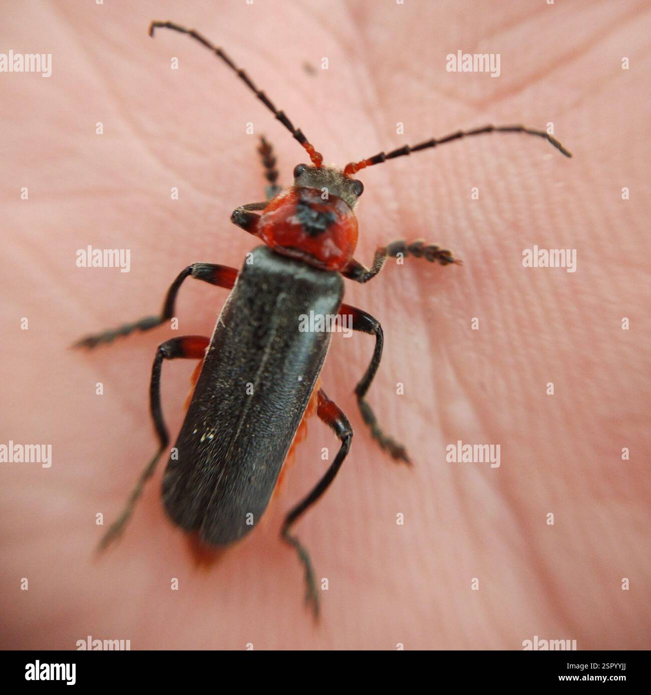 Rustic Sailor Beetle (Cantharis rustica), Insecta, Kosanin dol ...
