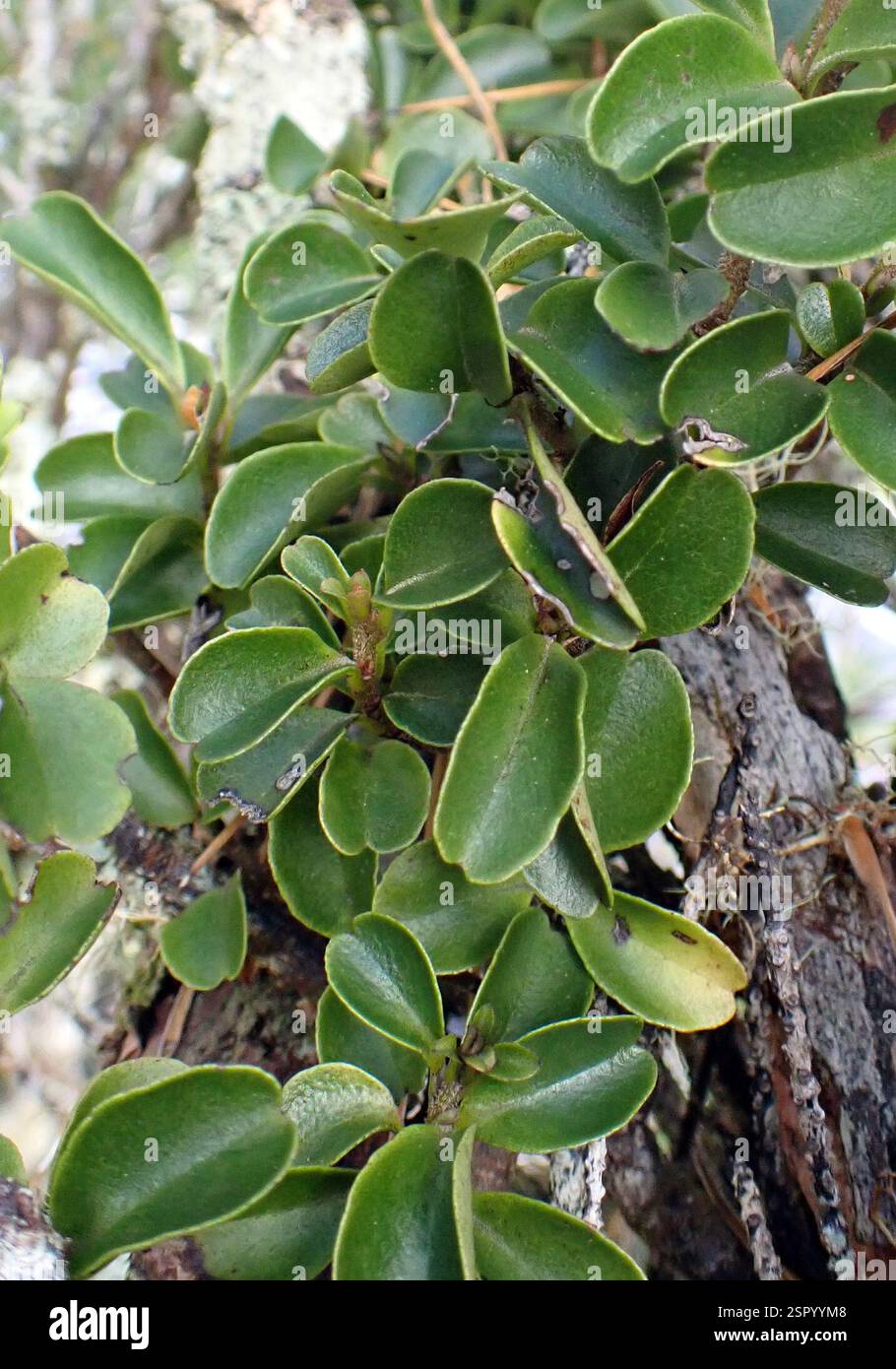 Swamp Mapou (Myrsine coxii), Plantae, Waitangi, NZ-CI, NZ, Common along ...
