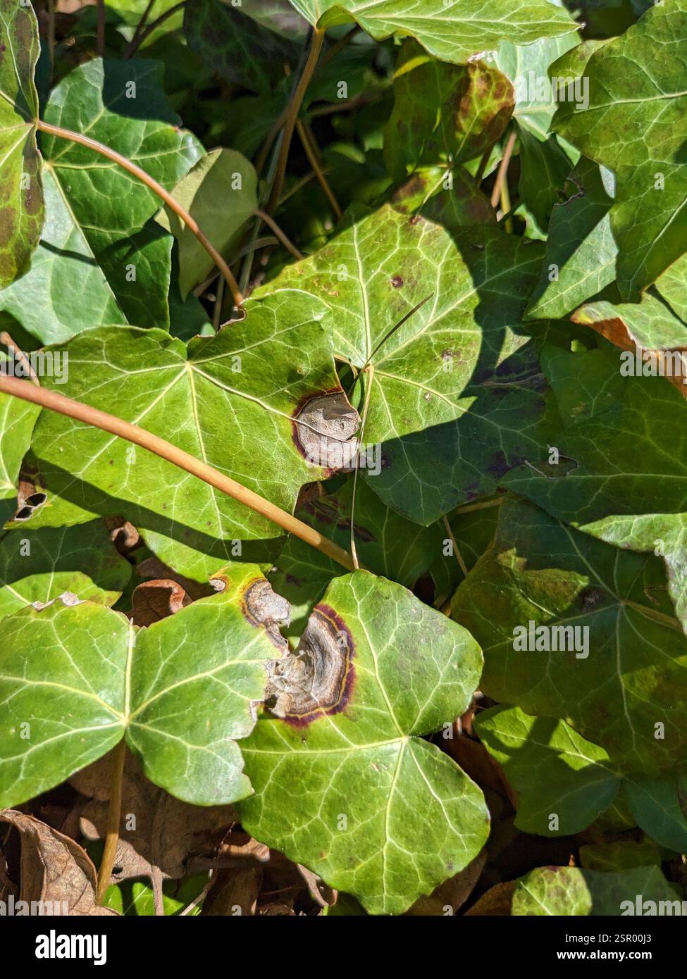 Ivy Anthracnose (Colletotrichum trichellum), Fungi, Clearihue Building ...