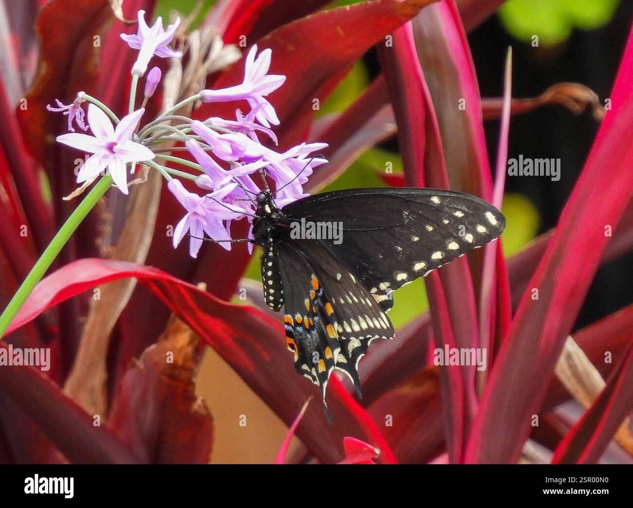 Black Swallowtail (Papilio polyxenes), Insecta, Miller Residence, Clear ...