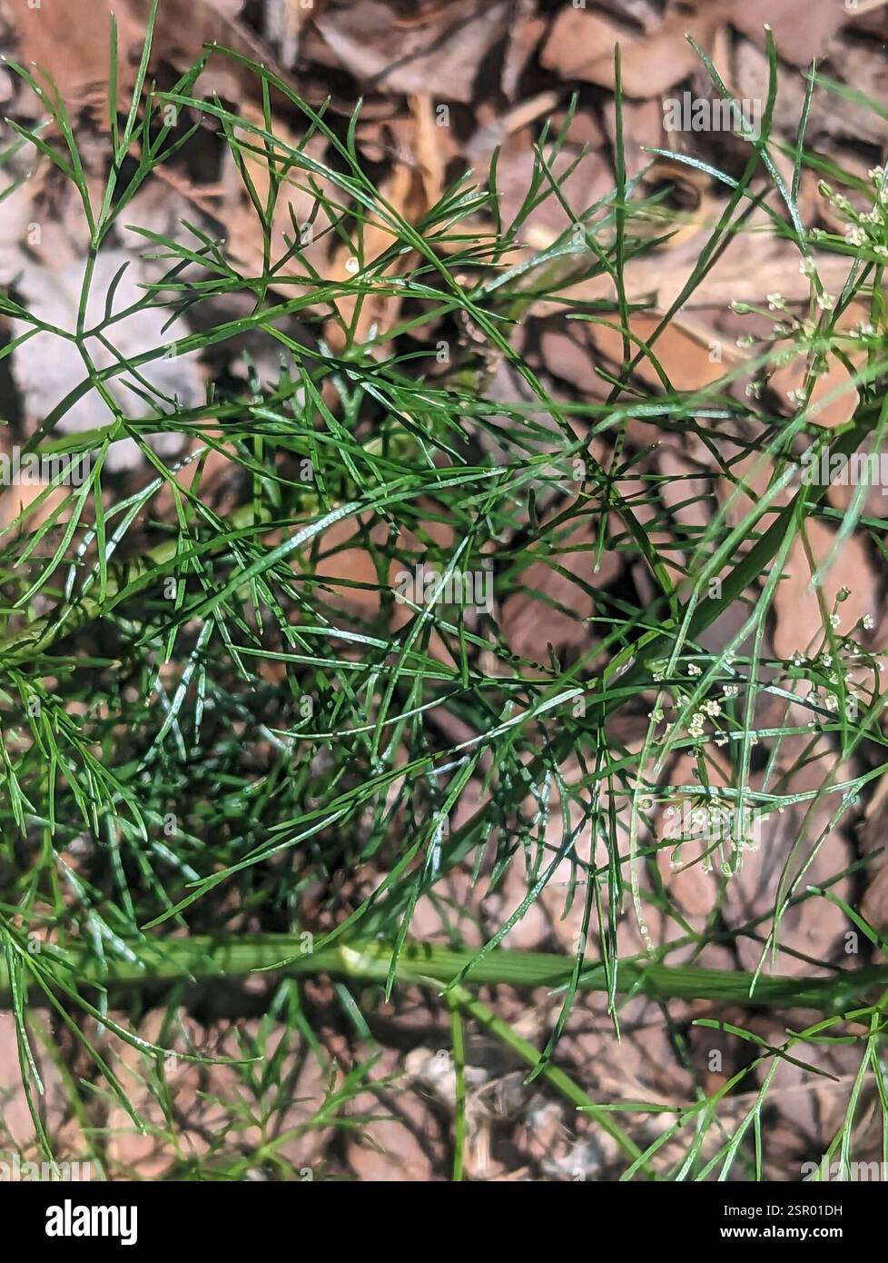 Marsh parsley (Cyclospermum leptophyllum), Plantae, Windsor Forest ...