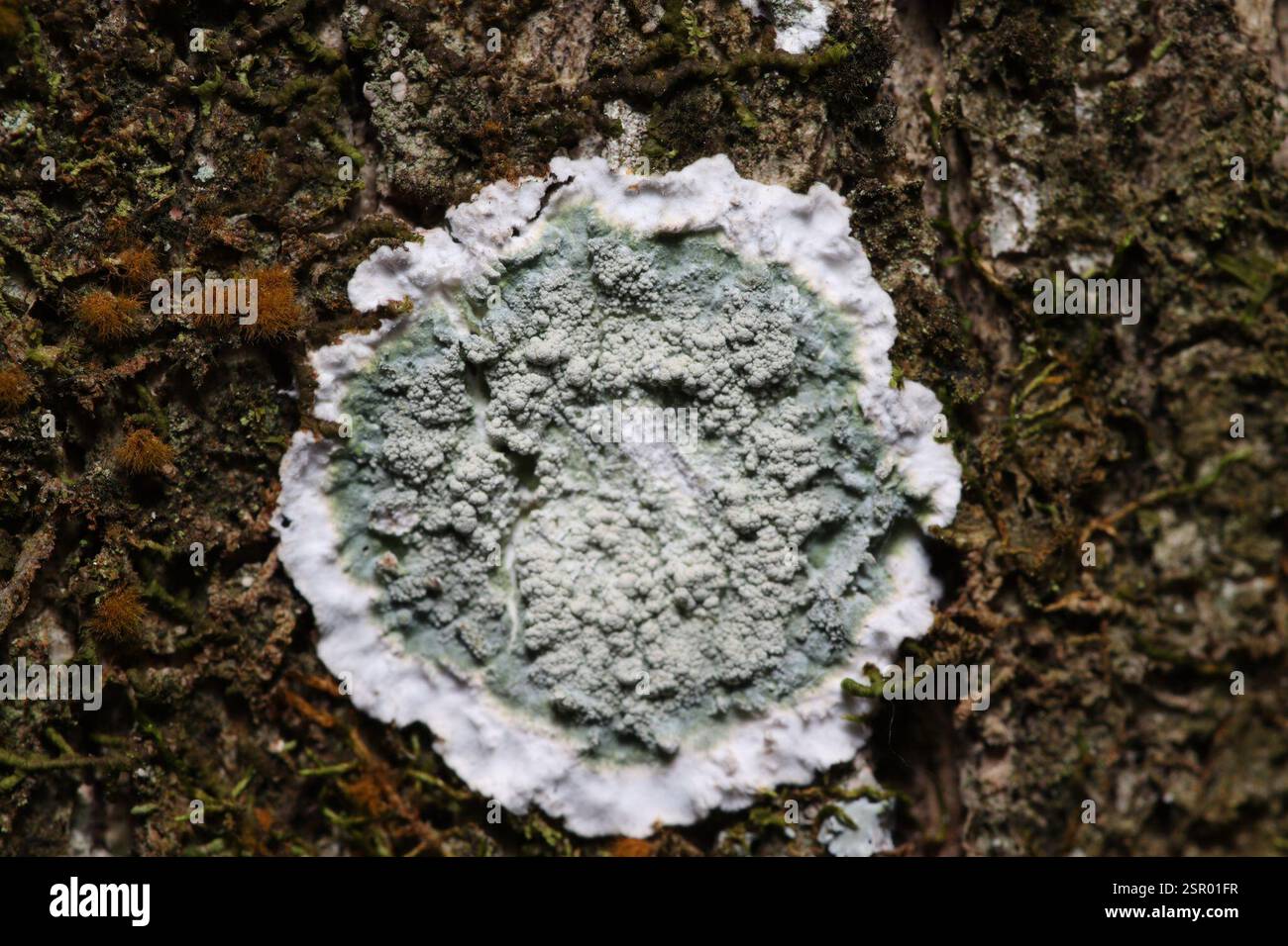 Christmas lichens, comma lichens, and allies (Arthoniaceae), Fungi ...