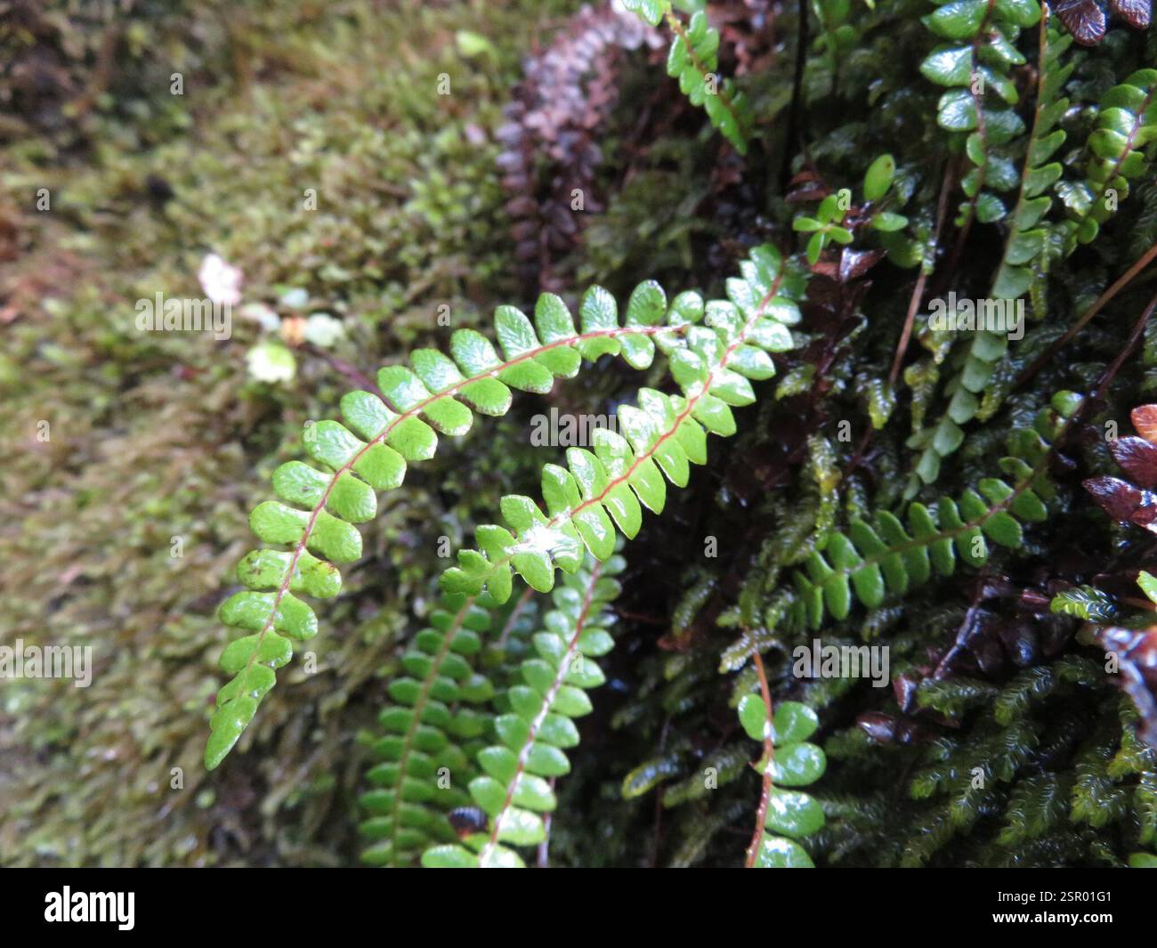 alpine water fern (Blechnum penna-marina alpina), Plantae, Routeburn ...