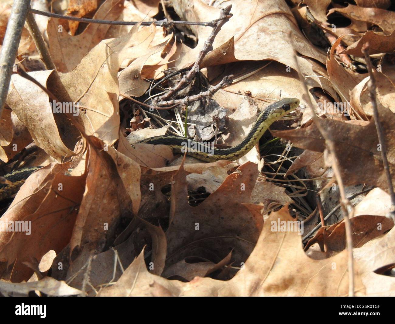 Common Garter Snake (Thamnophis sirtalis), Reptilia, Worcester ...