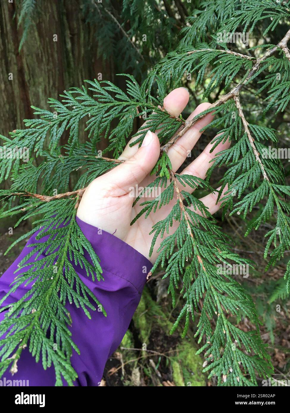western redcedar (Thuja plicata), Plantae, Tradition Plateau Nrca ...