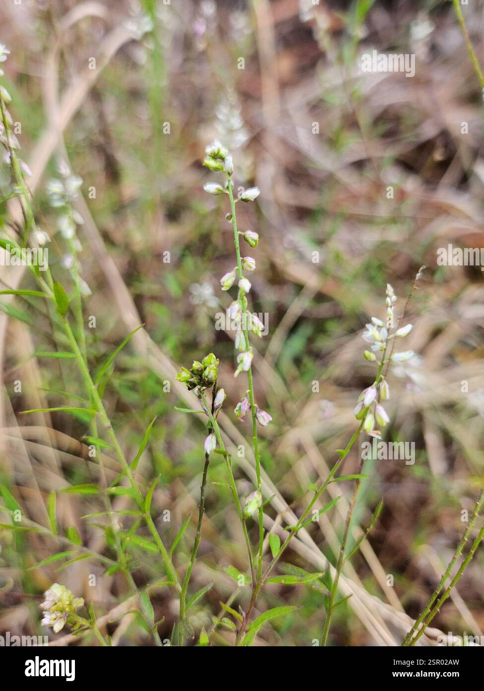 milkwort (Senega paniculata), Plantae, Manumbar QLD 4601, Australia ...