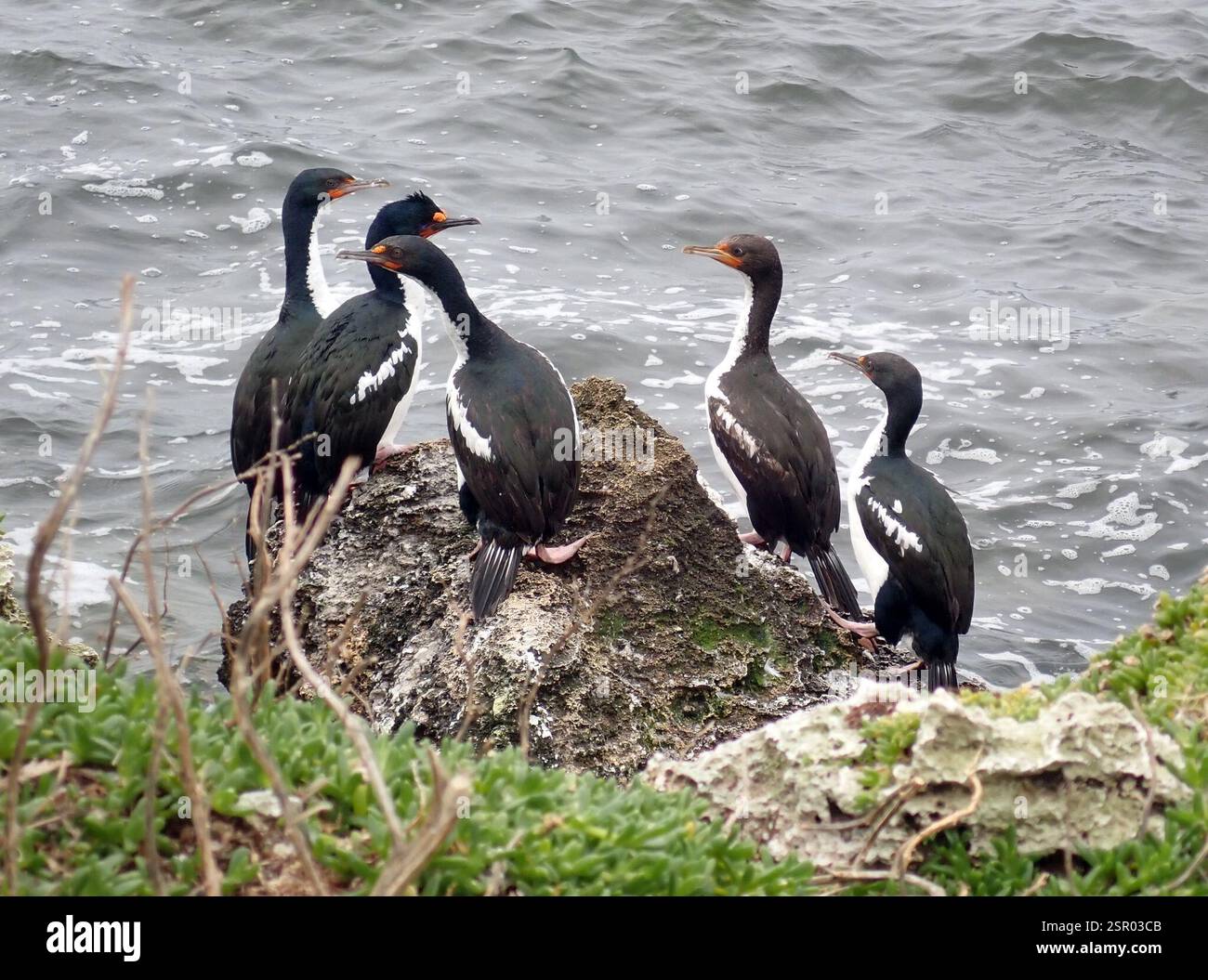 Chatham Shag (Leucocarbo onslowi), Aves, Chatham Islands, Rekohu ...