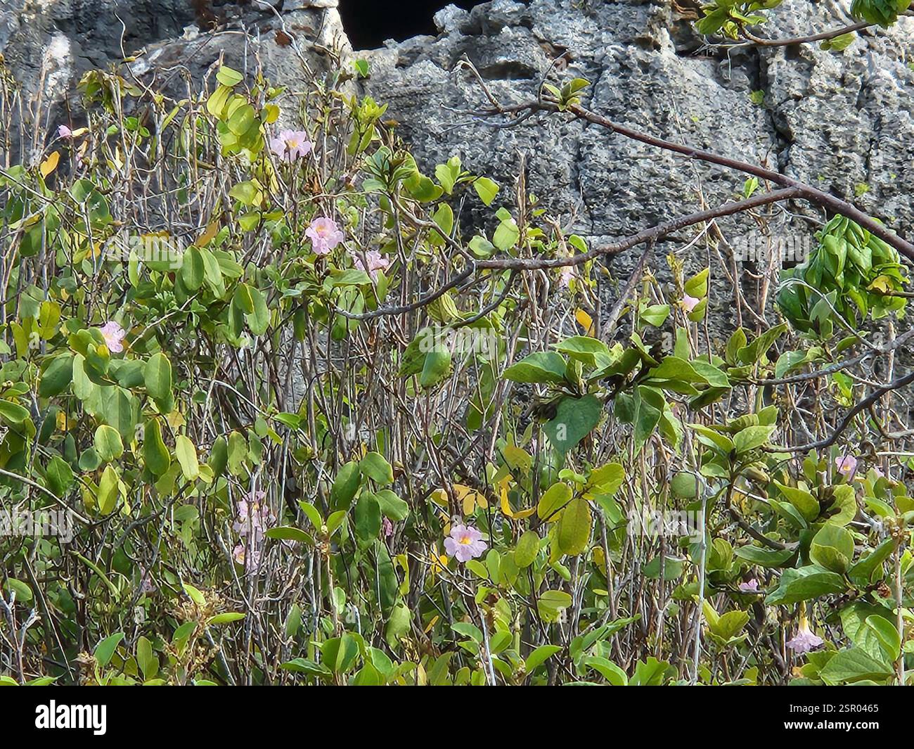 Pink Trumpet-tree (Tabebuia heterophylla), Plantae, Cayman Brac, KY ...