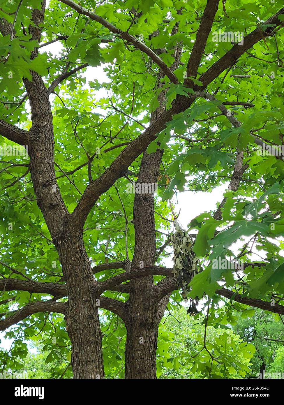 bur oak (Quercus macrocarpa), Plantae, 622 Rainforest Ln, Allen, TX ...