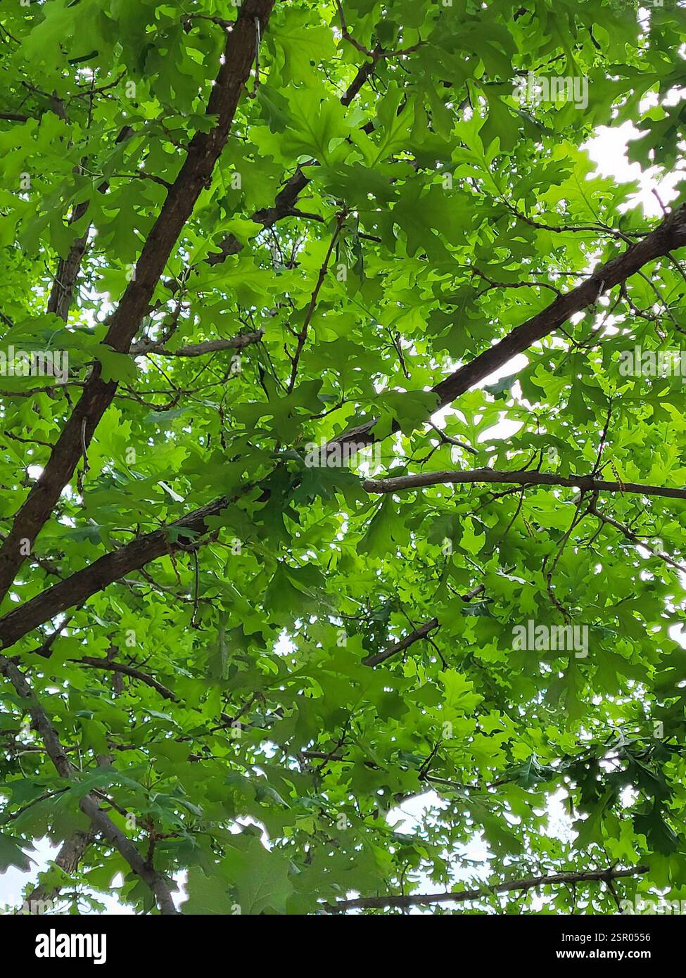bur oak (Quercus macrocarpa), Plantae, 622 Rainforest Ln, Allen, TX ...