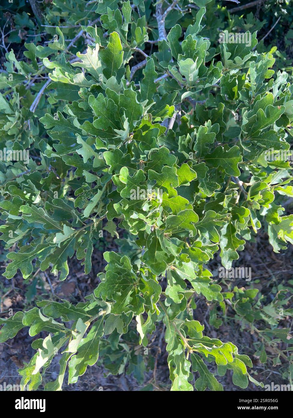 sand post oak (Quercus margaretiae), Plantae, Bastrop State Park ...