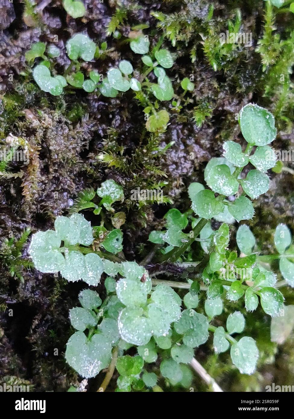hairy bittercress (Cardamine hirsuta), Plantae, Carlisle CA3 9NS, UK ...