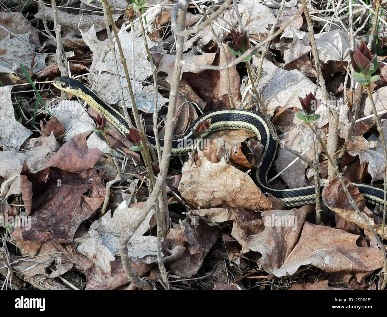Common Garter Snake (Thamnophis sirtalis), Reptilia, Ontario, CA Stock ...