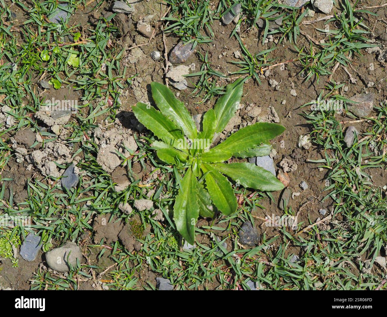 dwarf plantain (Plantago virginica), Plantae, 台灣新北市 Stock Photo - Alamy