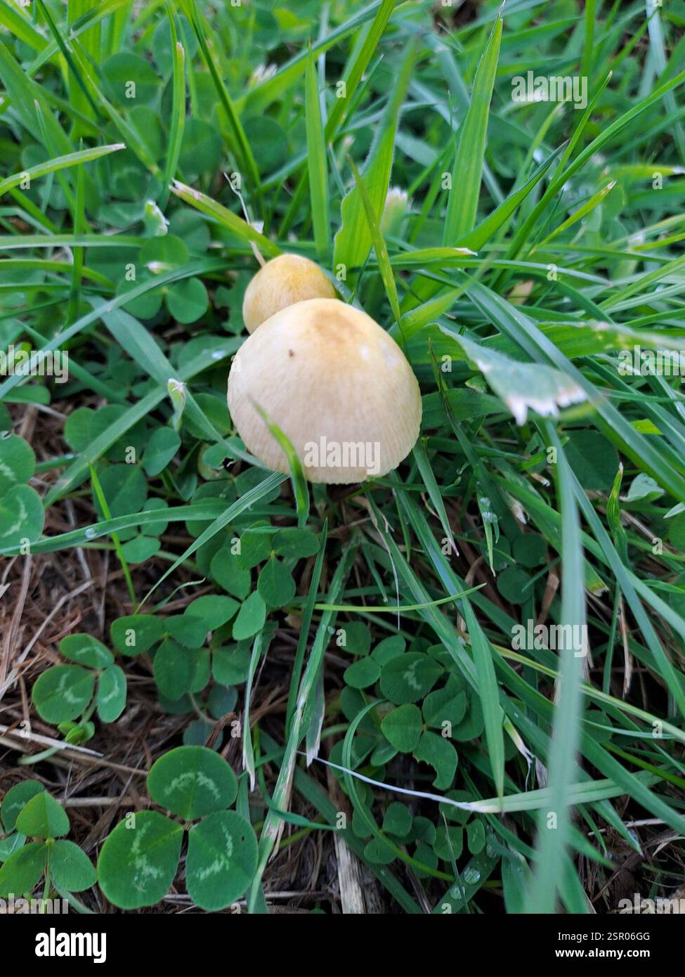 yellow fieldcap (Bolbitius titubans), Fungi, Waihopai, Invercargill ...