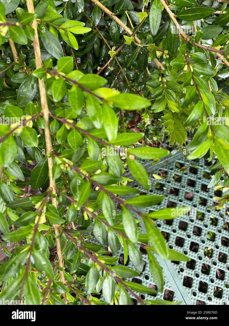 Boxleaf Honeysuckle (Lonicera ligustrina), Plantae, East Park, Hull ...
