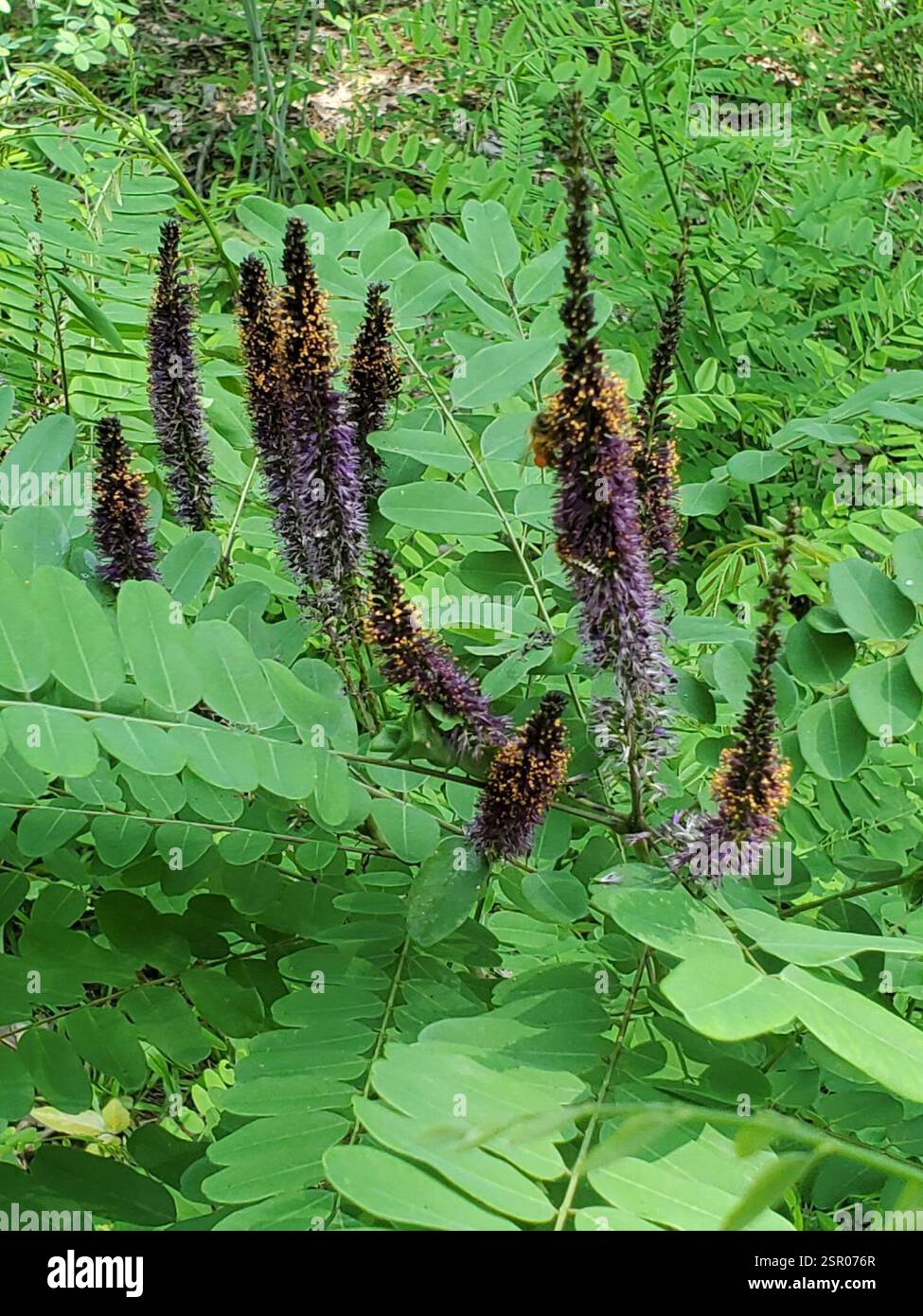 false indigo bush (Amorpha fruticosa), Plantae, Mandeville, LA 70448 ...