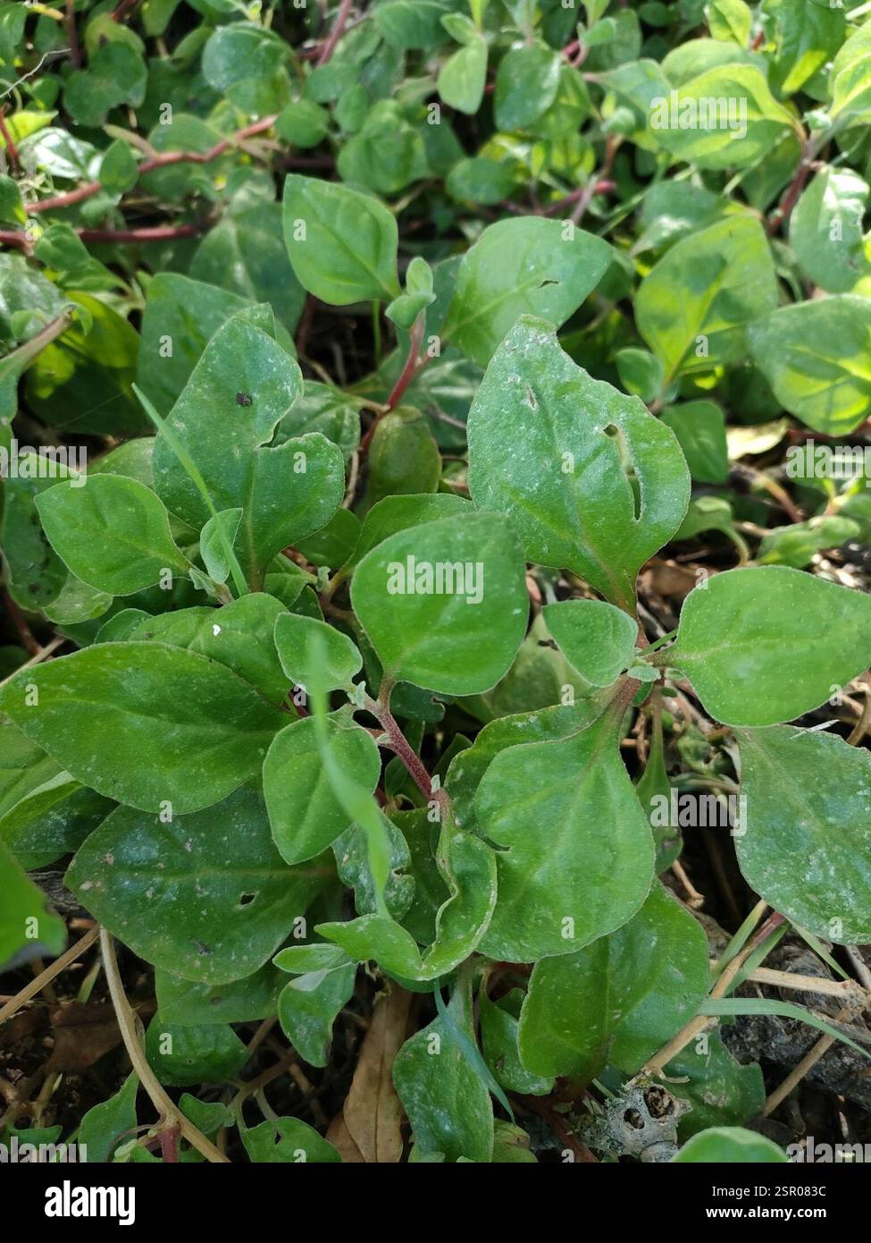 Beach Spinach (Tetragonia trigyna), Plantae, Southshore, Southshore ...