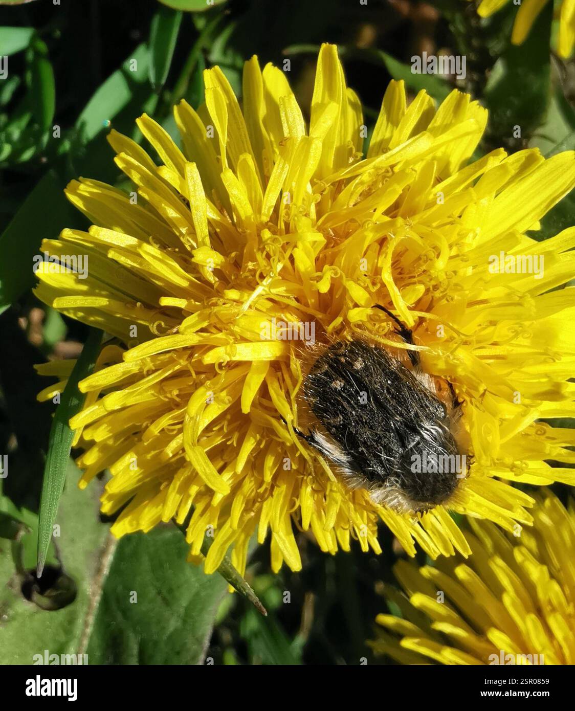 Apple Blossom Beetle (Tropinota hirta), Insecta, Czarnków-Trzcianka, PL ...