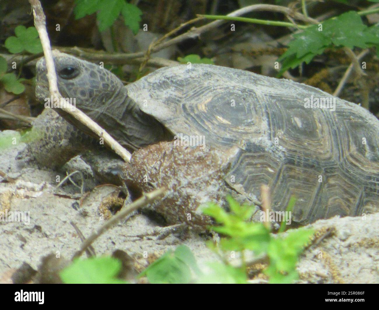 Gopher Tortoise (Gopherus polyphemus), Reptilia, Florida, US, Burrow ...