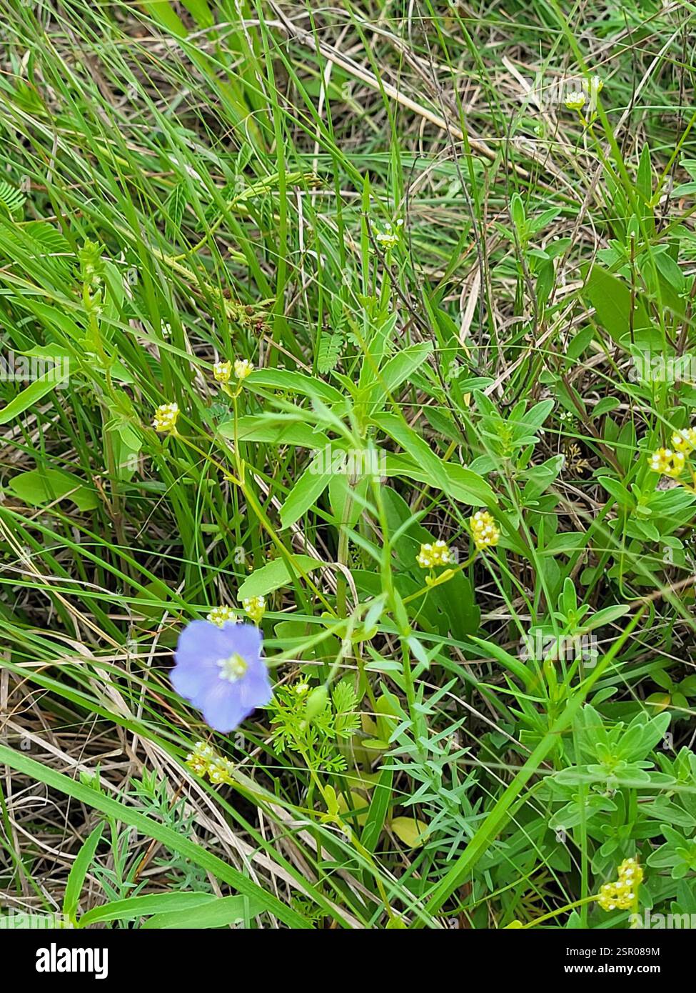 Meadow Flax (Linum pratense), Plantae, 5901 Los Rios Blvd, Plano, TX ...