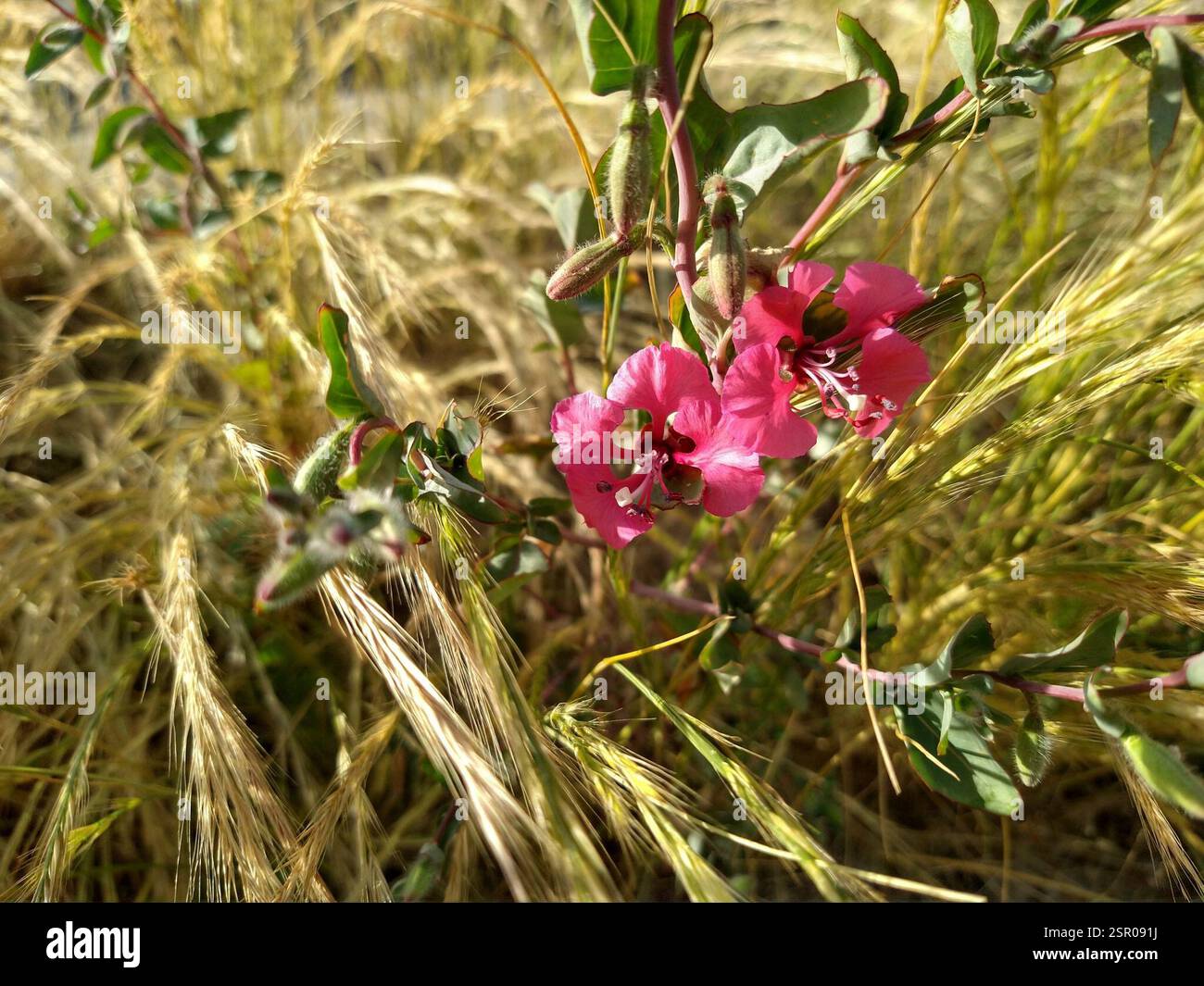 Clarkias (Clarkia), Plantae, California State University, Stanislaus ...
