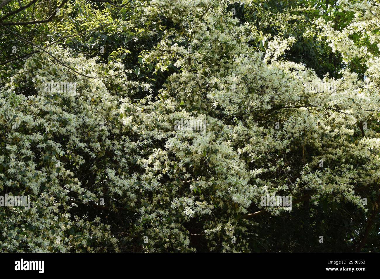 Chinese fringe flower (Loropetalum chinense), Plantae, 中国浙江省杭州市西湖区 ...