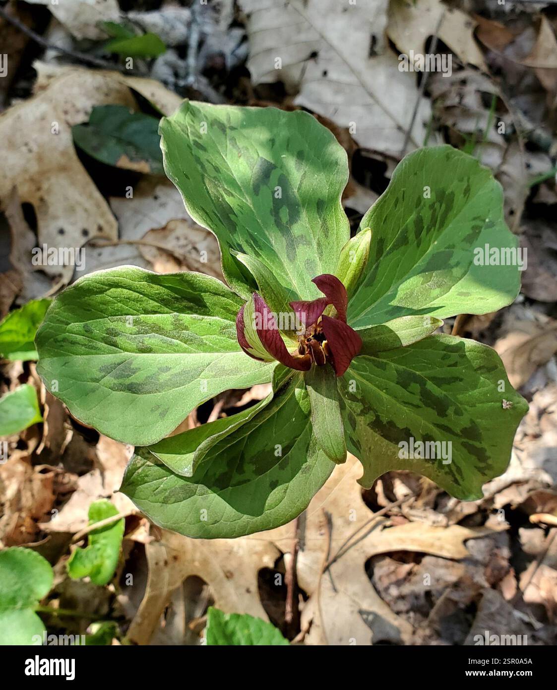 toadshade (Trillium sessile), Plantae, Lexington, KY 40515, USA, Here ...