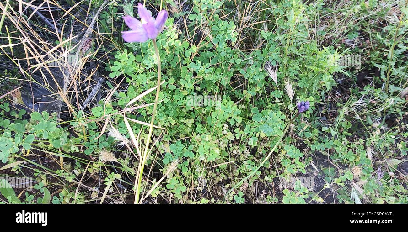Blue Dicks (Dipterostemon capitatus), Plantae, Circuito del arroyo y ...