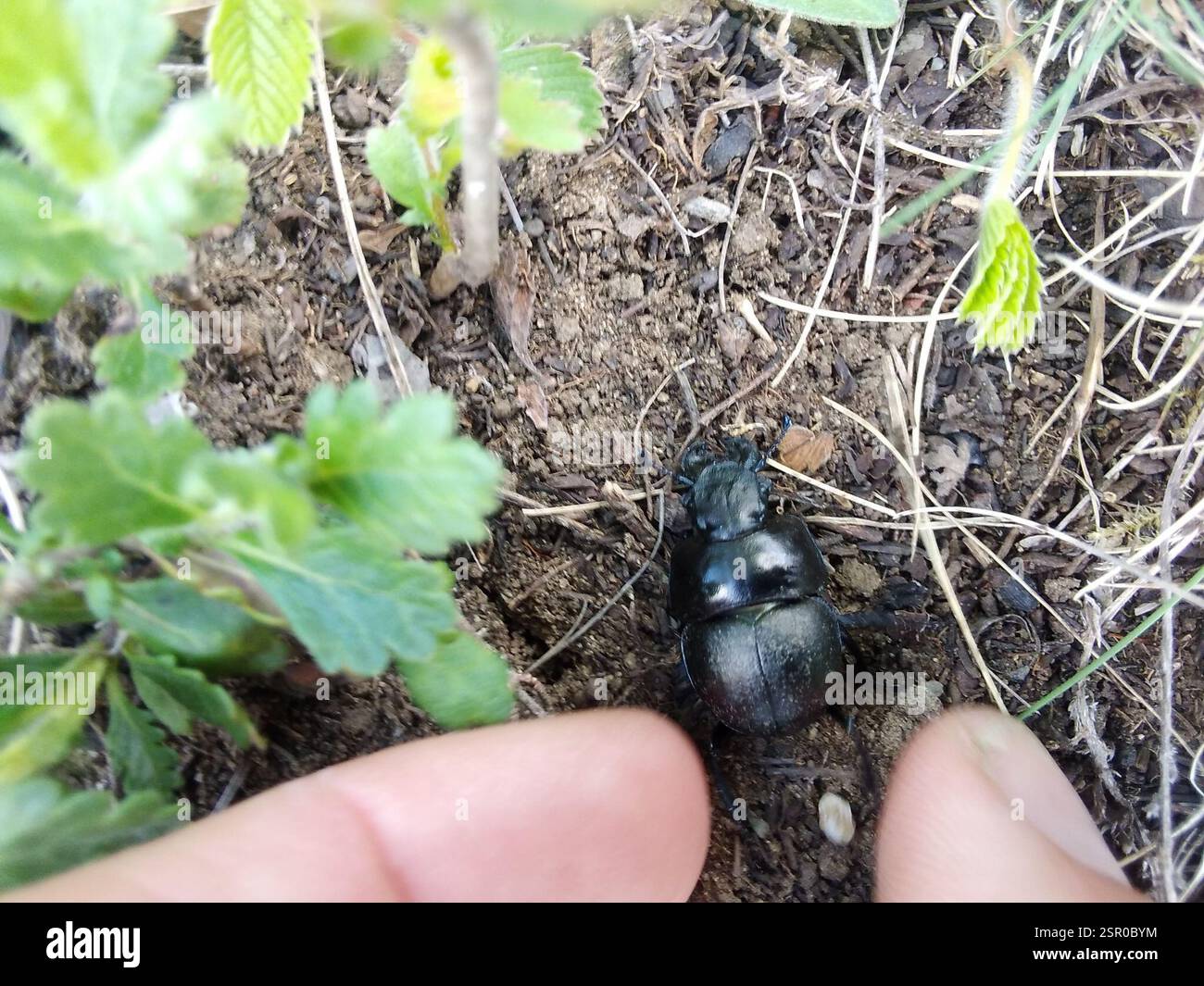 (Lethrus apterus), Insecta, Epöl, 2526 Magyarország Stock Photo - Alamy