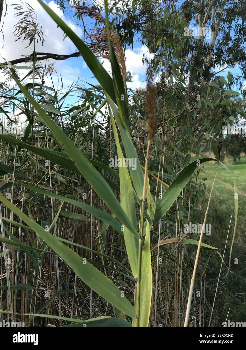 common reed (Phragmites australis), Plantae, Moonee Ponds Creek Trl ...