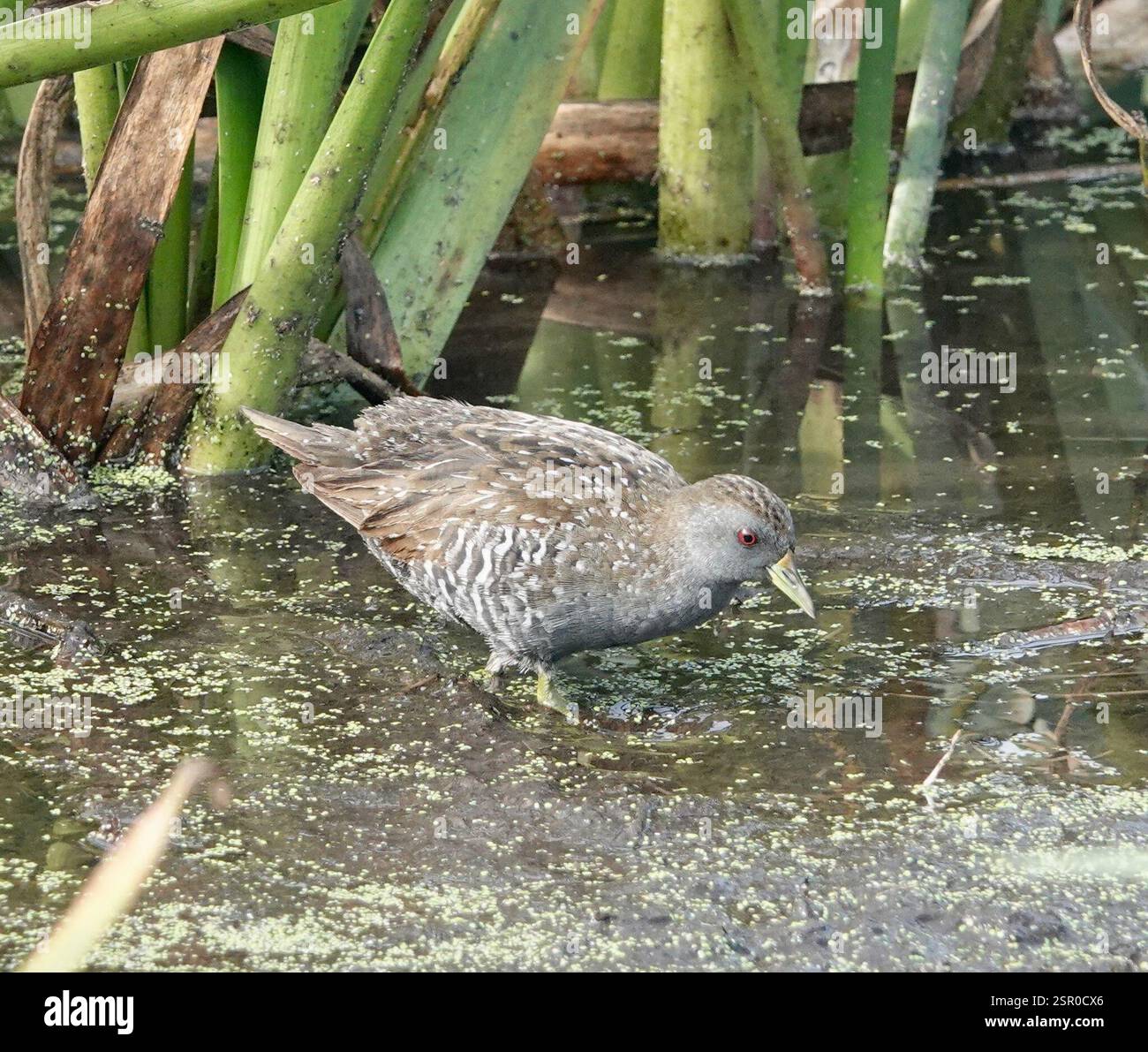 Australian Crake (Porzana fluminea), Aves, Braeside Park, Braeside, VIC ...