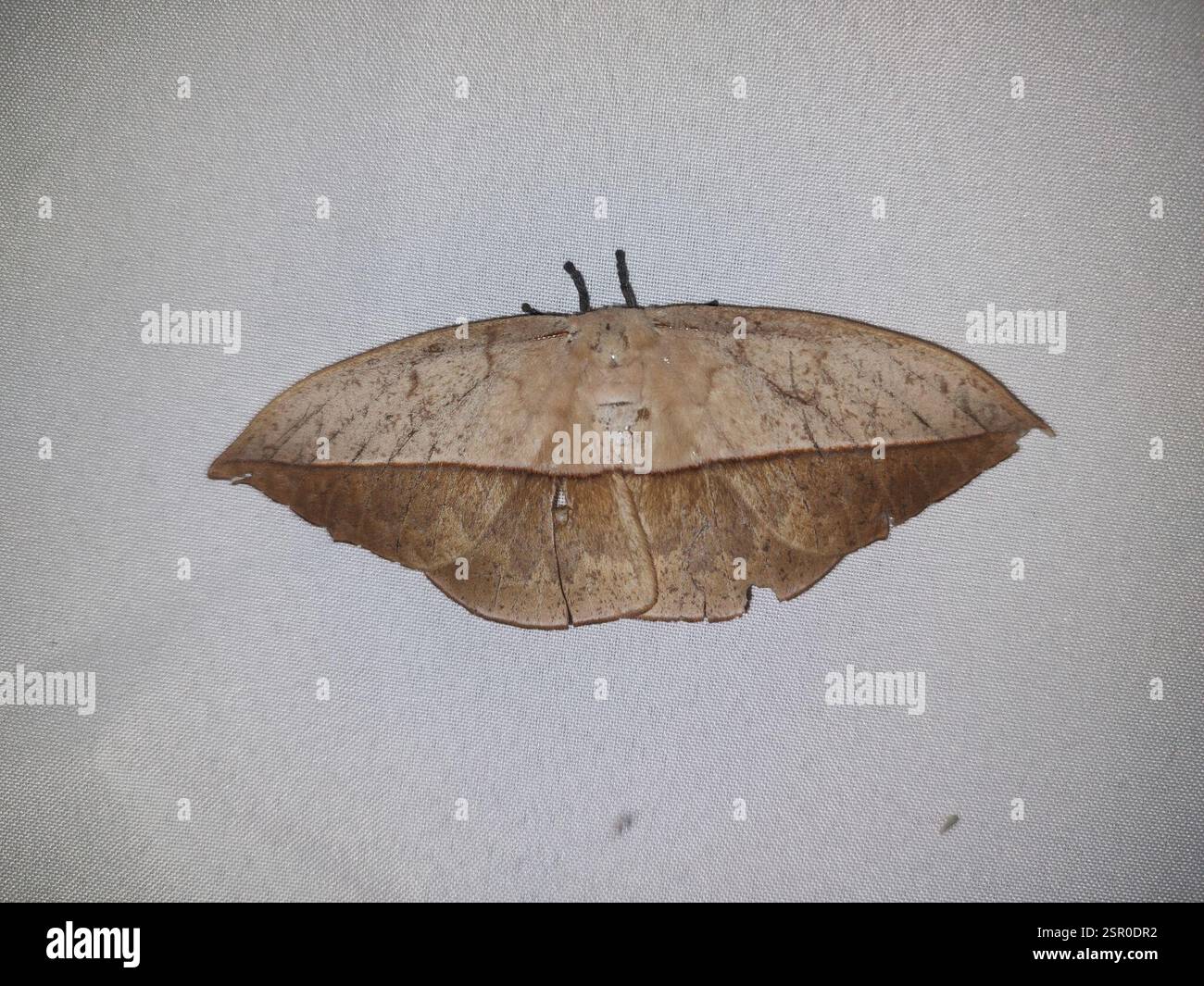 Lonomia sp hi-res stock photography and images - Alamy