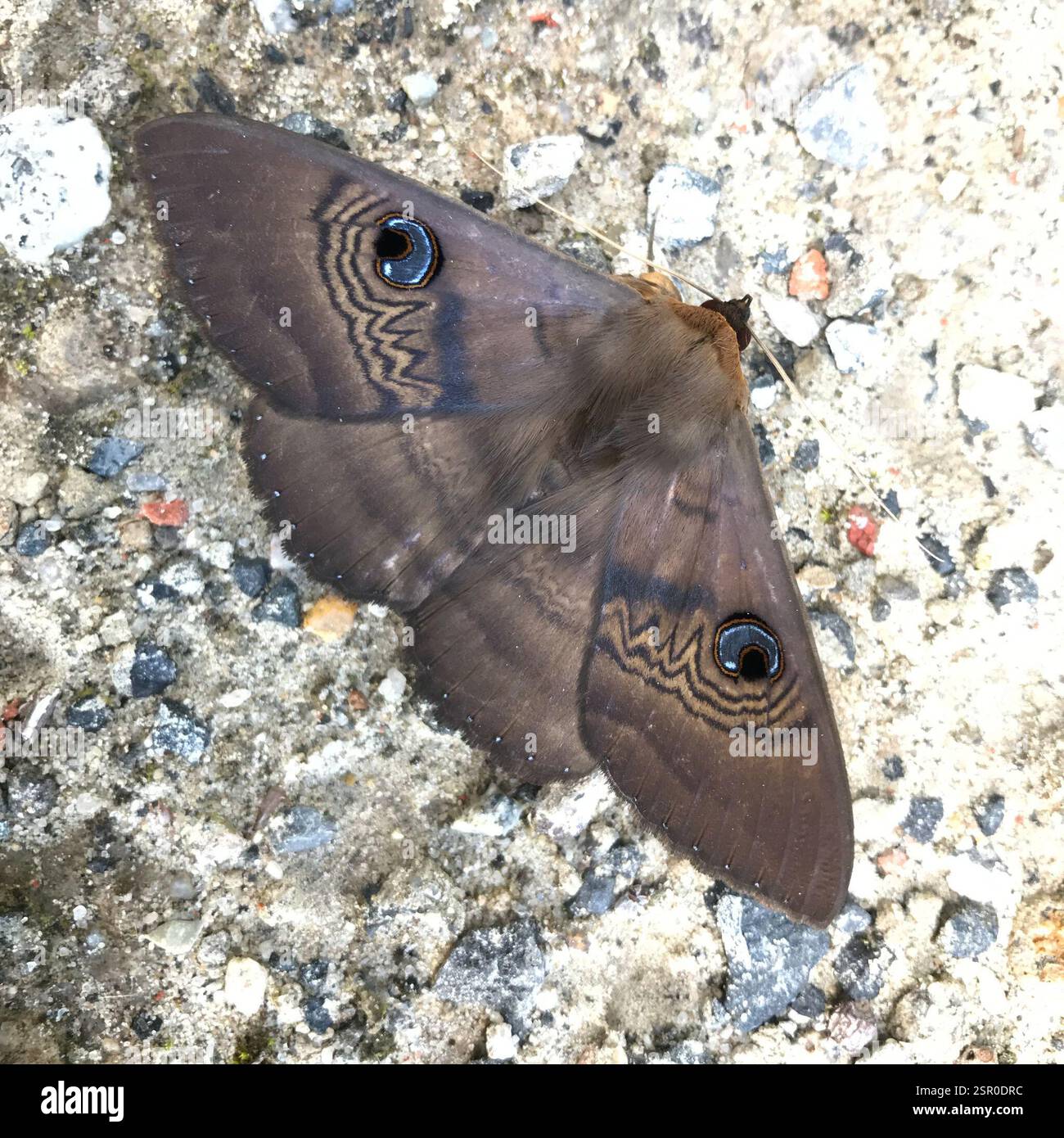 Southern Moon Moth (Dasypodia selenophora), Insecta, Royal Botanical ...