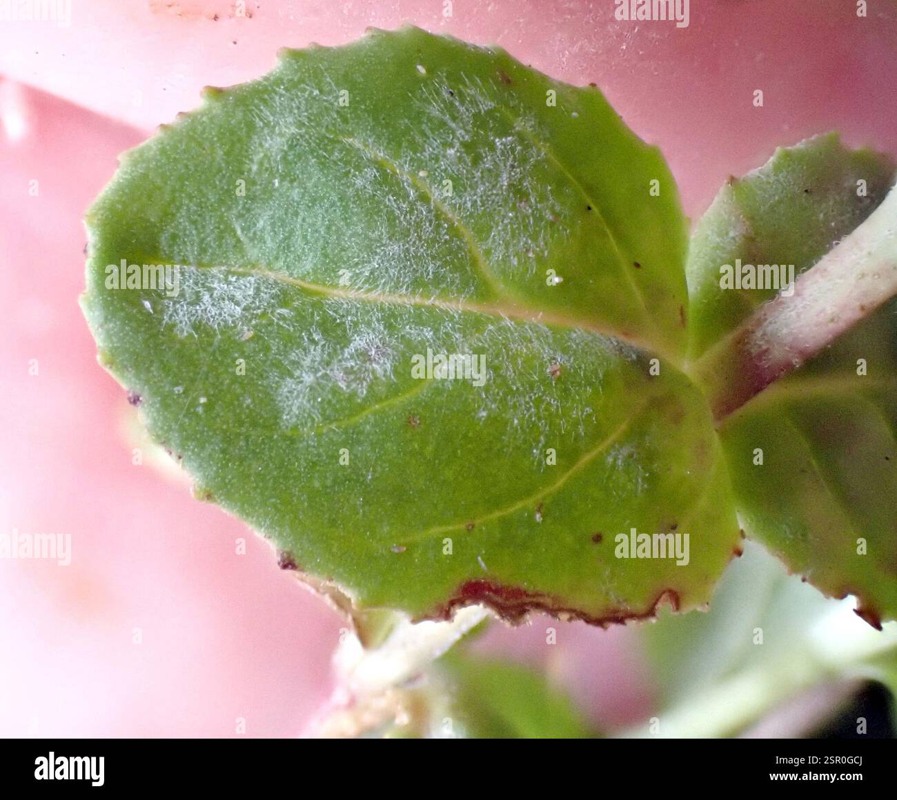 Willowherb Mildew (Podosphaera epilobii), Fungi, Chatham Islands ...