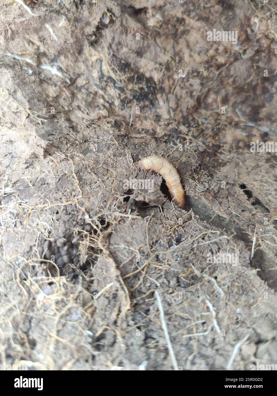 Swift Moths (Hepialidae), Insecta, Plimmerton, Porirua, New Zealand ...