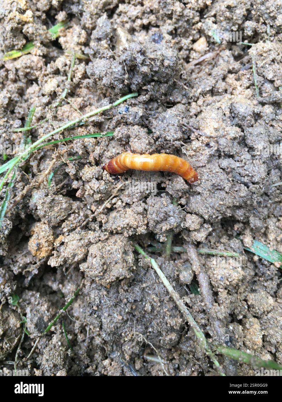 Beetles (Coleoptera), Insecta, N Oakland St, Arlington, VA, US, Found ...