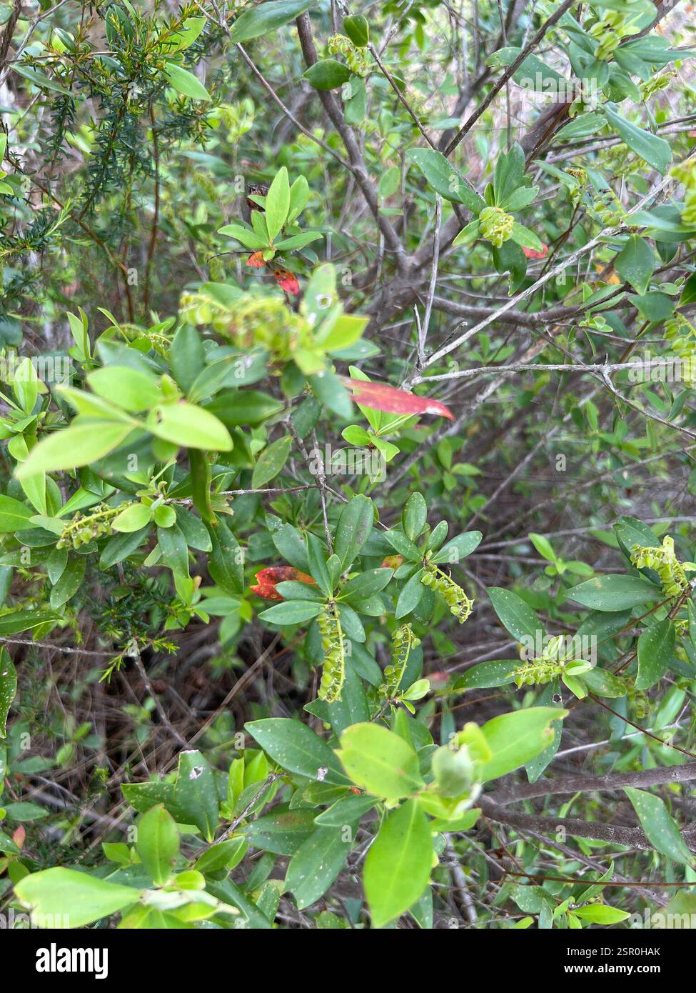 Buckwheat tree (Cliftonia monophylla), Plantae, Florida, US Stock Photo ...