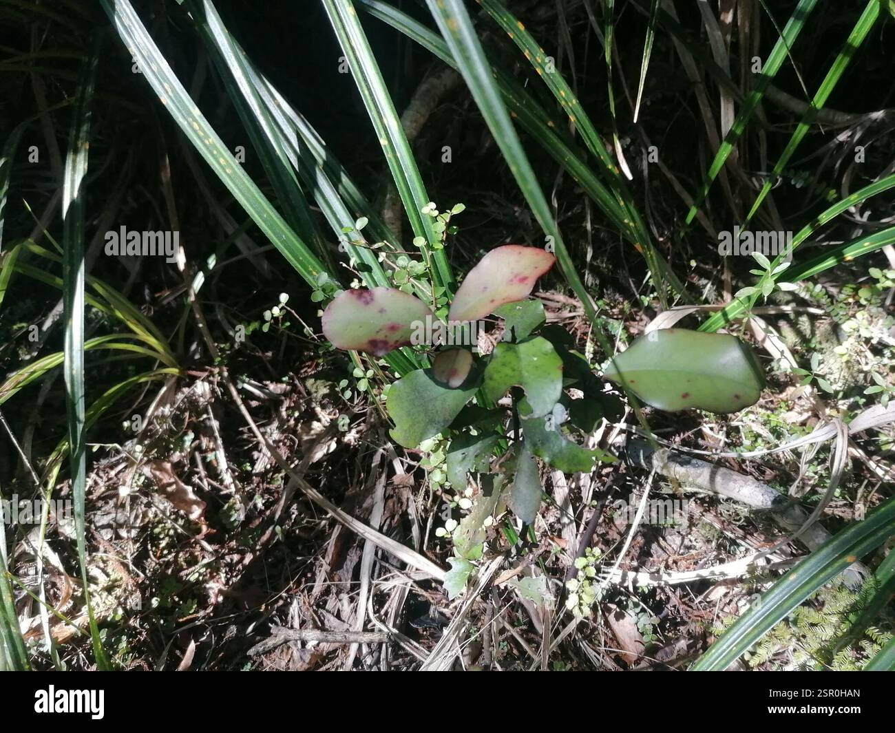 Mountain Horopito (Pseudowintera colorata), Plantae, Hapuka Estuary ...