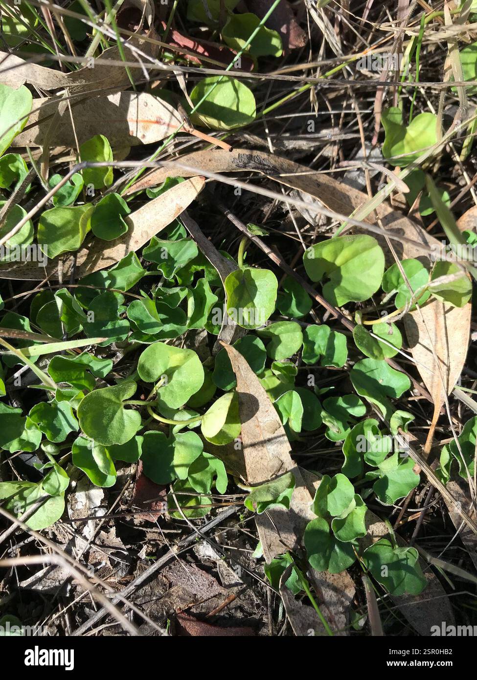 kidney weed (Dichondra repens), Plantae, Aitken Ward, Mickleham, VIC ...