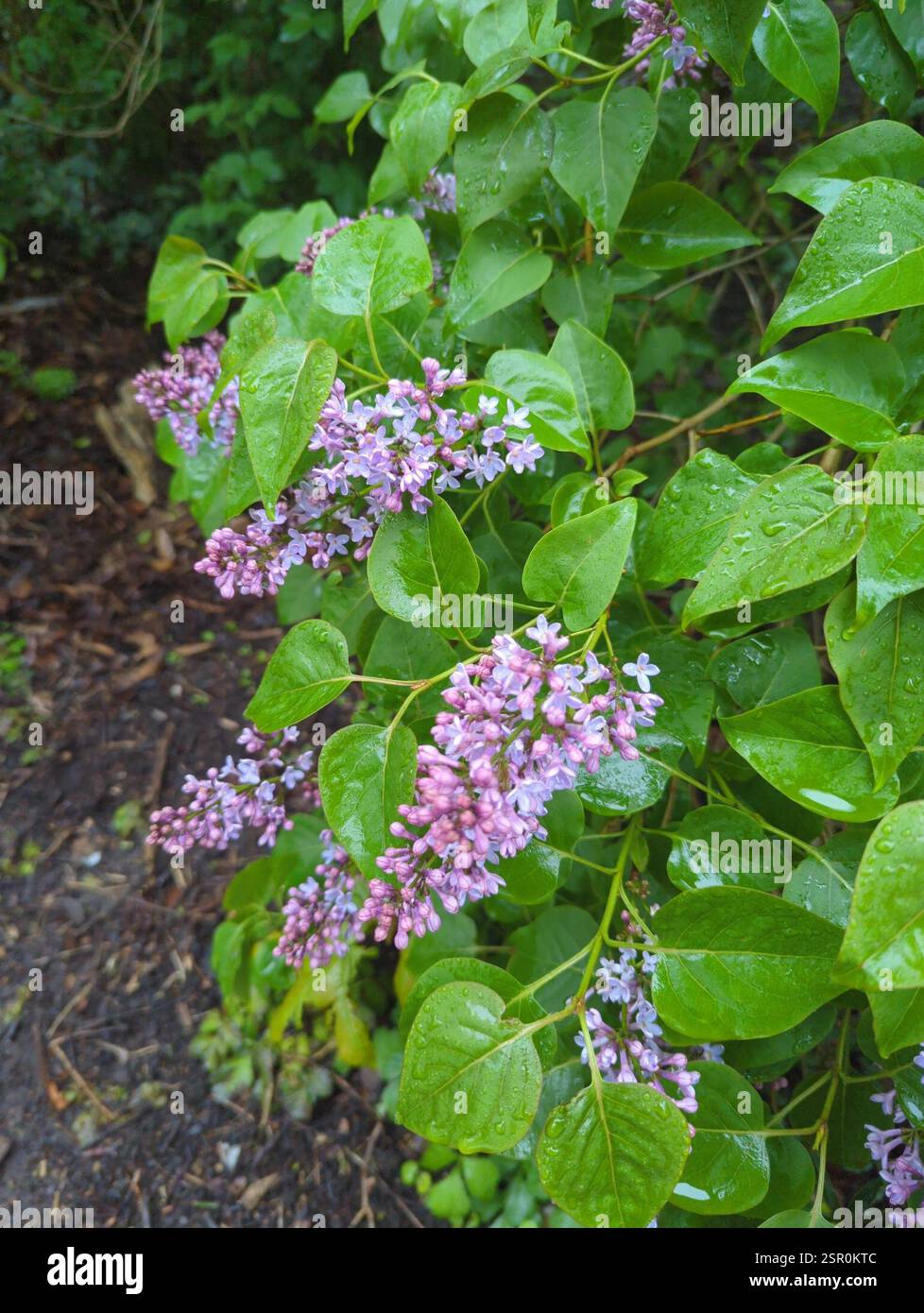 common lilac (Syringa vulgaris), Plantae, Mick Ronson Memorial, Hull ...